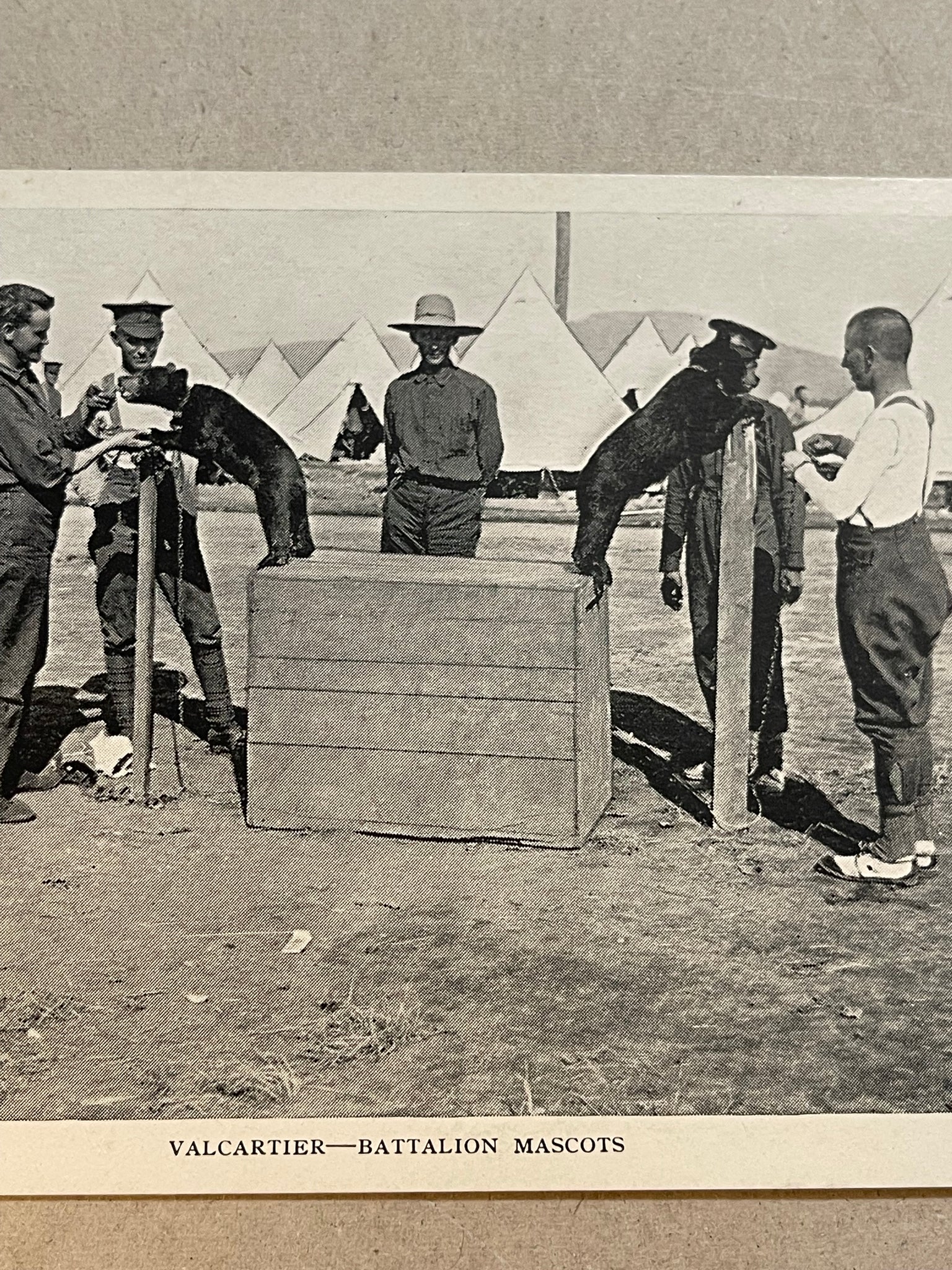 WW1 CEF Valcartier Battalion Mascots Postcard – Marway Militaria Inc ...